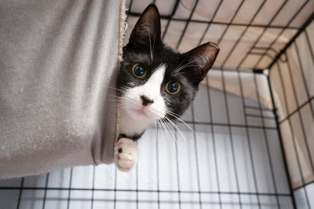 Available Cats for Adoption | Scruffy Paws Animal Rescue RI