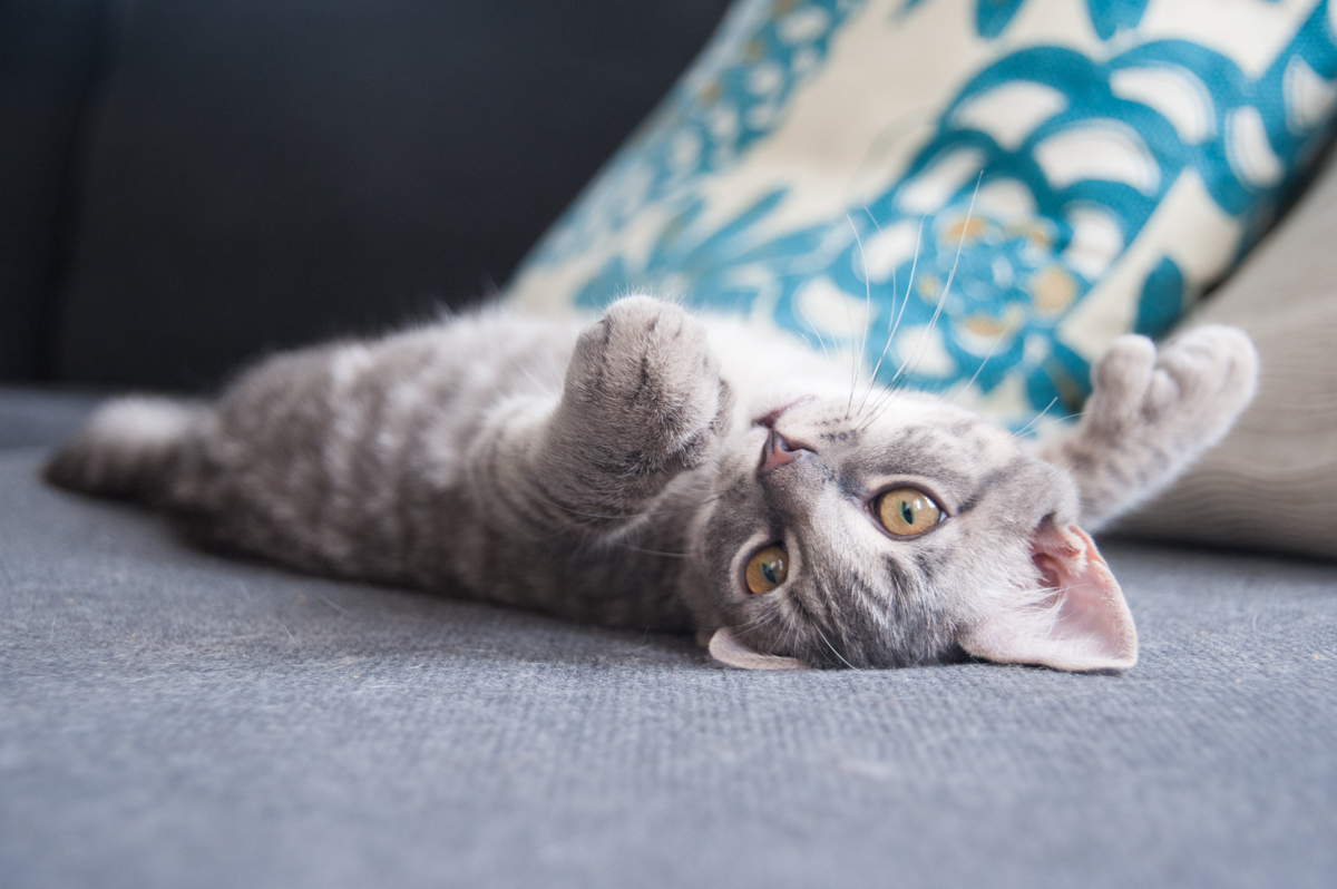 Scruffy Paws Animal Rescue | Saving Lives 4 Paws at a Time