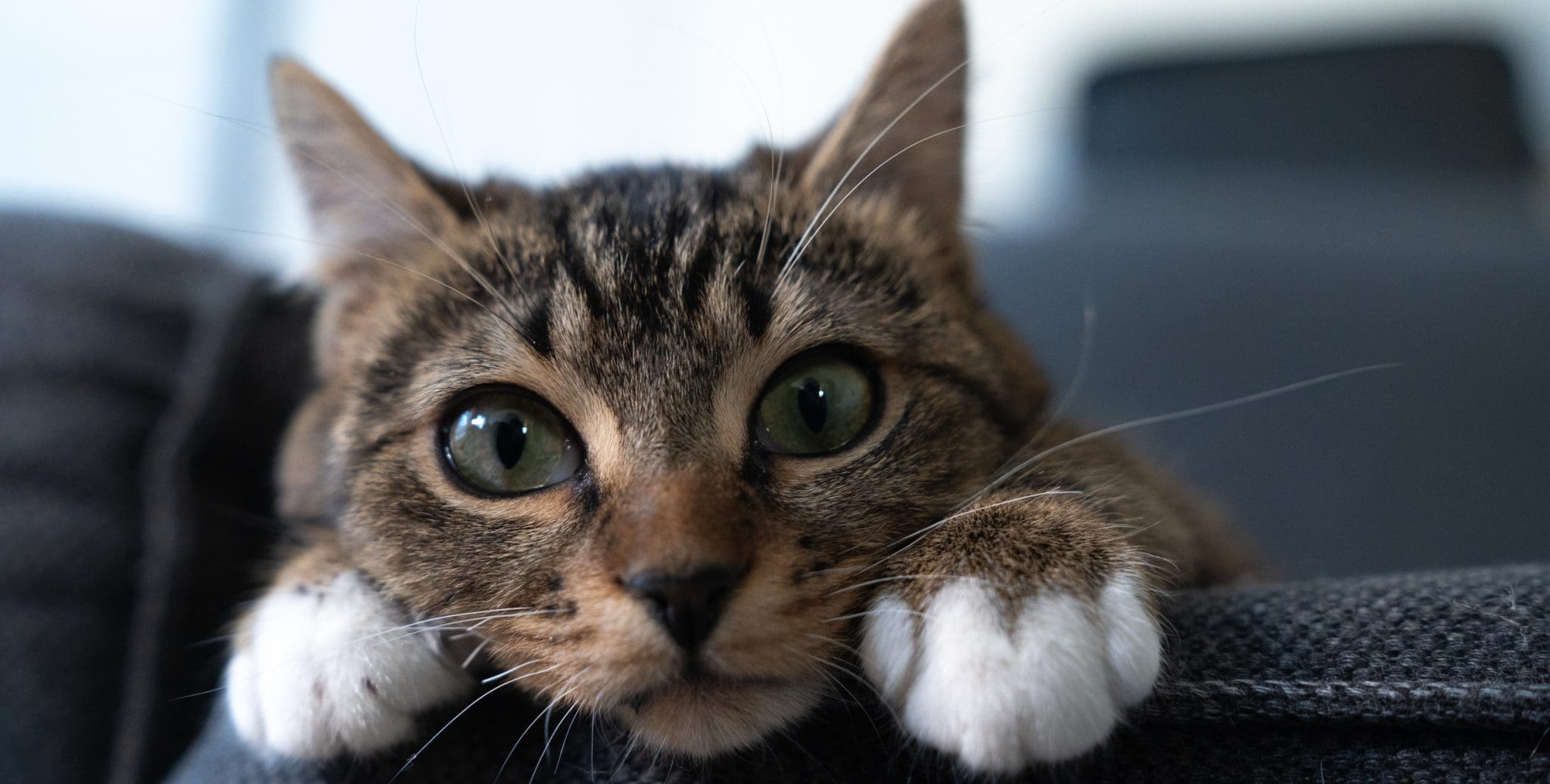 Available Cats for Adoption | Scruffy Paws Animal Rescue RI